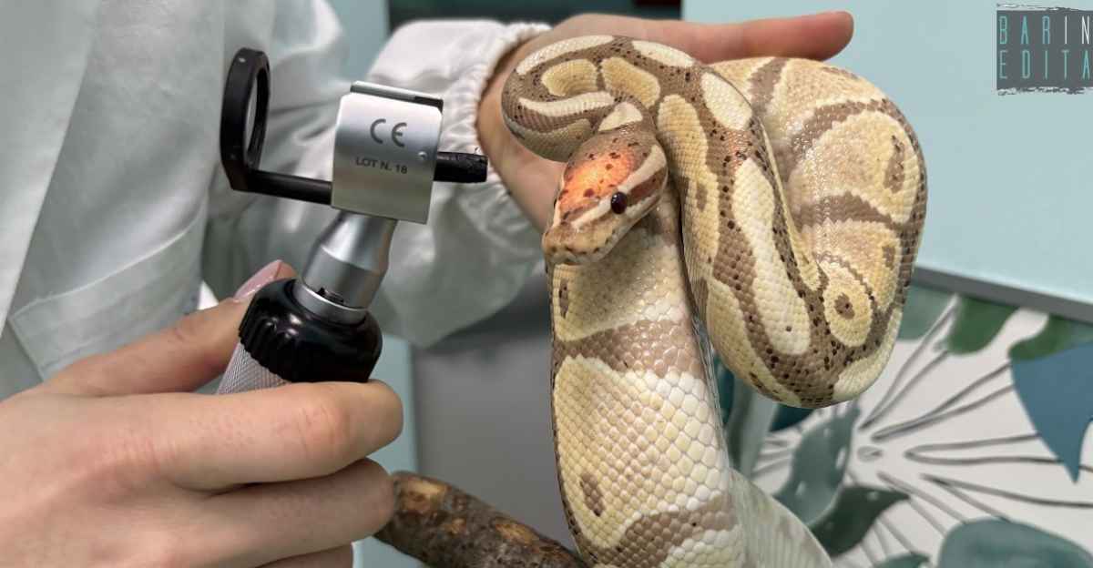 Il particolare lavoro degli esoticisti, i veterinari che curano gli ...