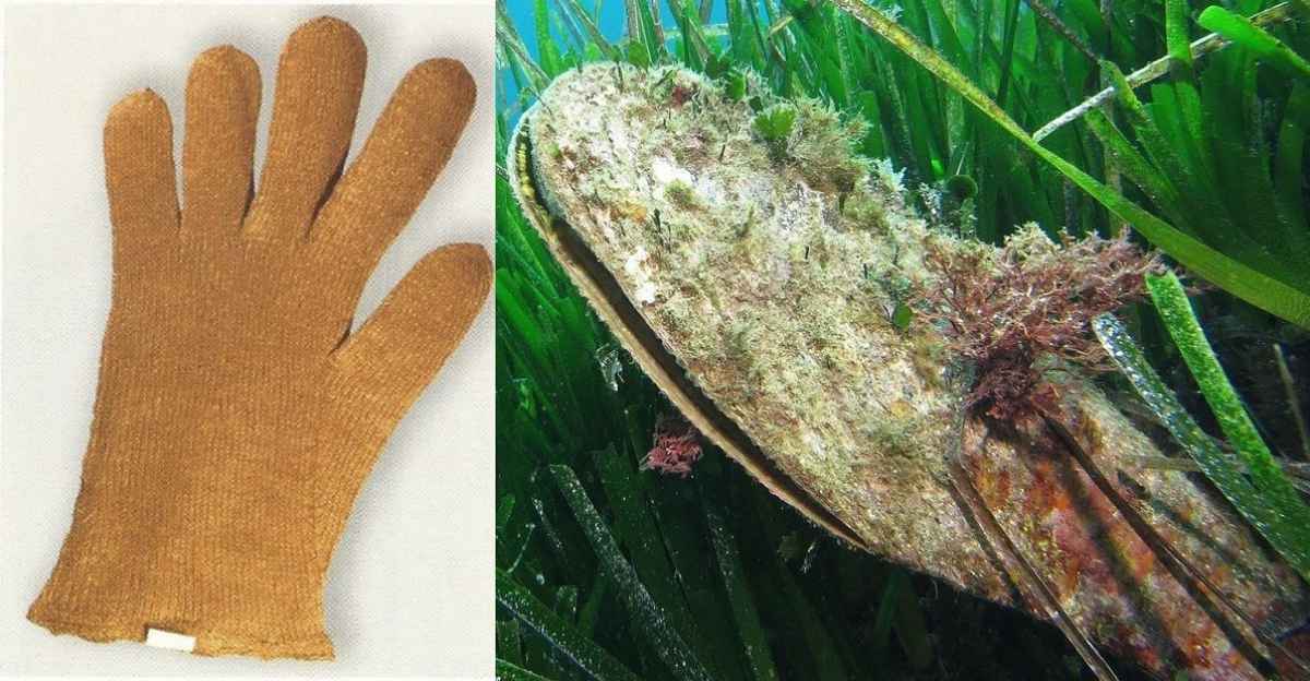 L'antica lavorazione del bisso: la "seta di mare" ricavata da un ...