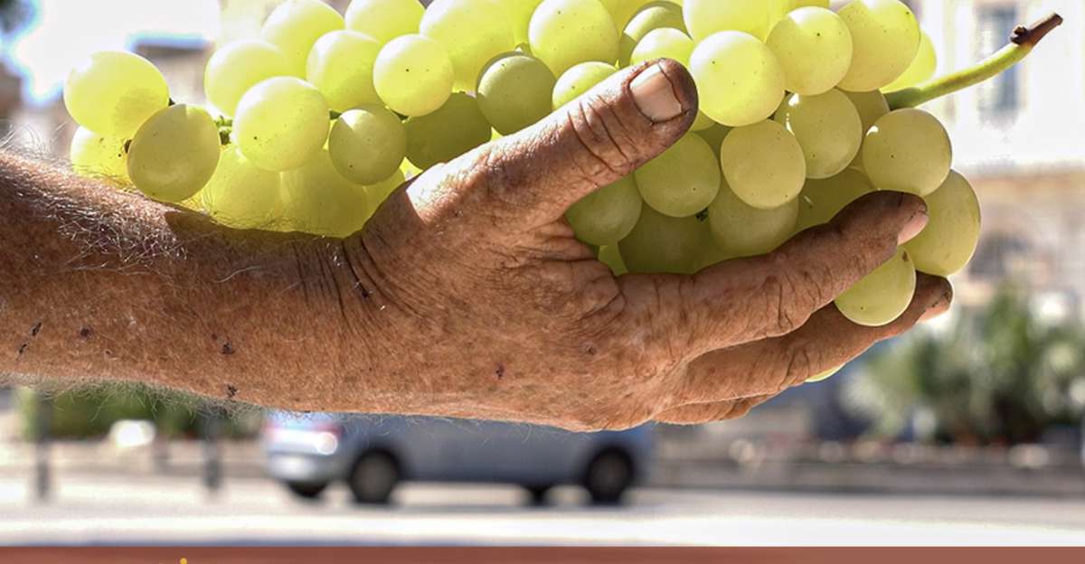 Rutigliano, 58esima Sagra dell'Uva: cibo, tradizioni e la gara del ...