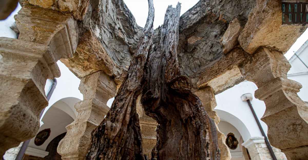 Bitetto, dita trafugate e alberi miracolosi: la storia del Beato ...