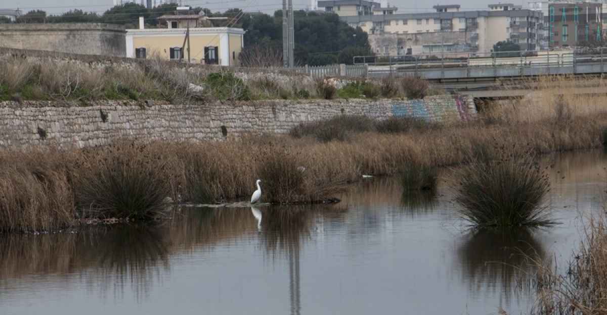 Laghetti, uccelli e natura selvaggia: a Bari c'è il sorprendente ...