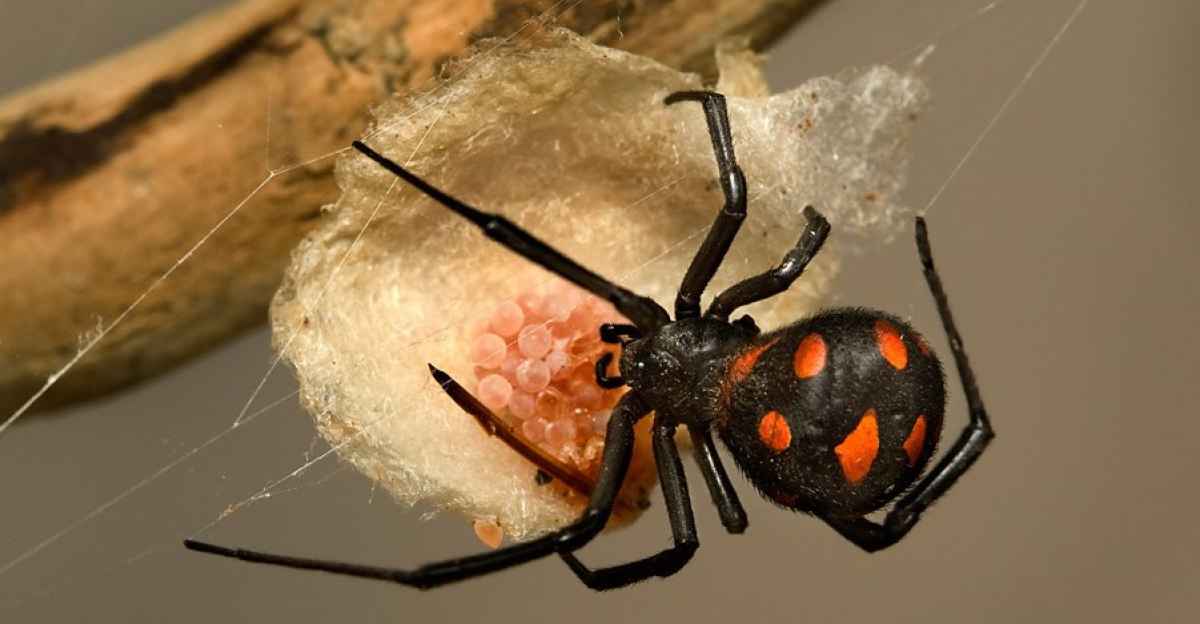 Alla scoperta della malmignatta, la piccola "vedova nera" che abita i ...