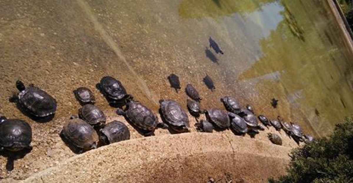 Parco 2 Giugno: «Nel lago tartarughe abbandonate diventano cannibali ...