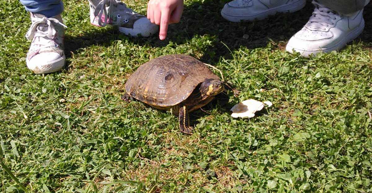 Le tartarughe abbandonate a Parco 2 Giugno | Barinedita - Testata ...