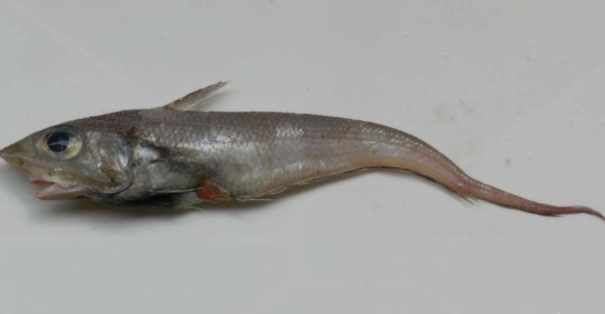 Taranto il pesce sciorge e il suo olio miracoloso | Barinedita ...