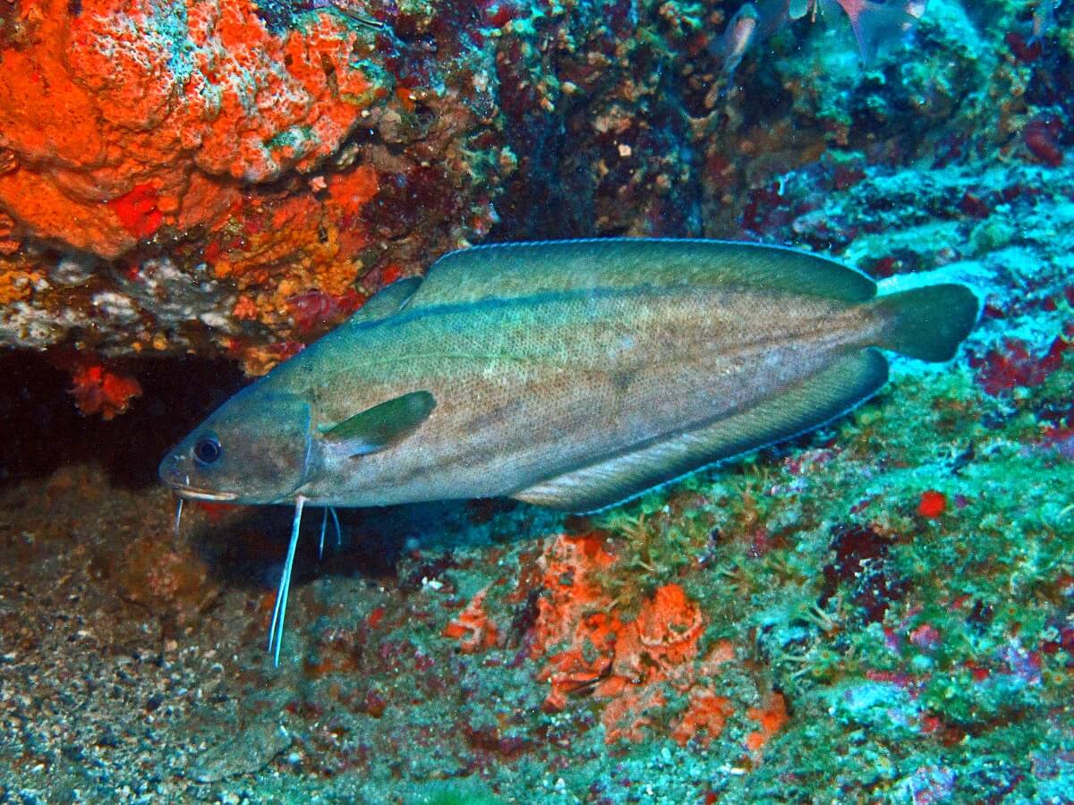 Dalla "moscia" allo "sciummo": ecco i pesci rari e particolari che ...