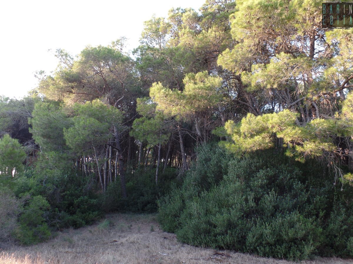 La riserva naturale di Stornara | Barinedita - Testata giornalistica online