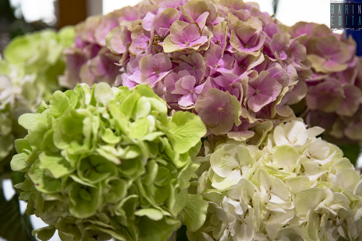 I fiorai storici di Bari | Barinedita - Testata giornalistica online