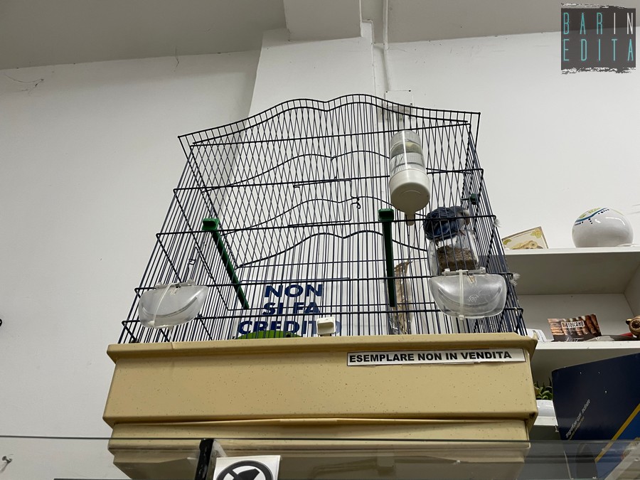 I negozi di animali di Bari | Barinedita - Testata giornalistica online